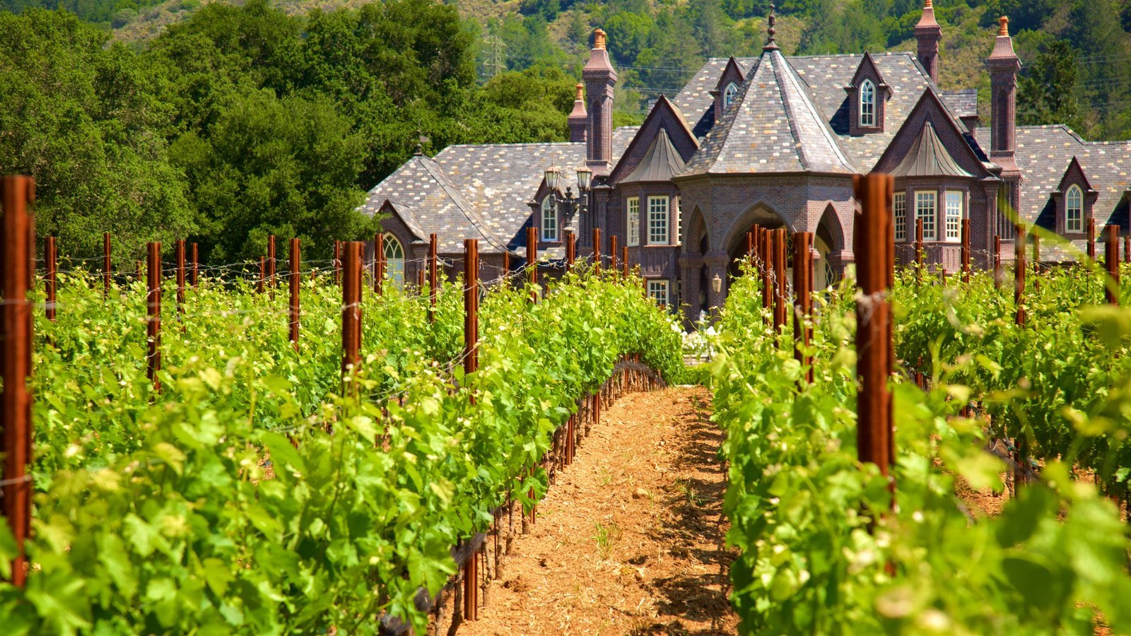 Ledson Winery - Drinks.ua